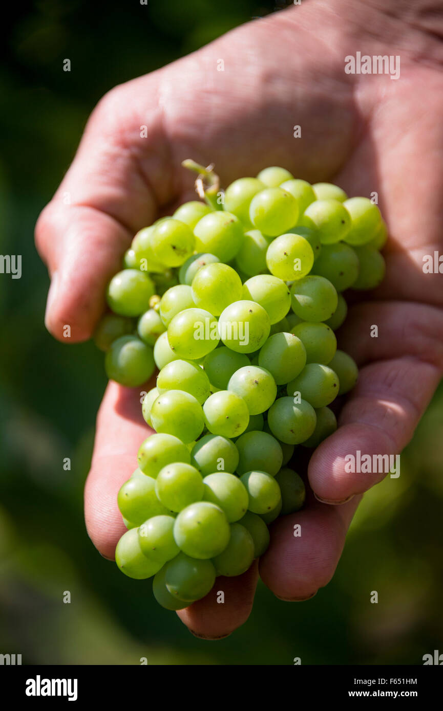 hand holding young grapes Stock Photo - Alamy