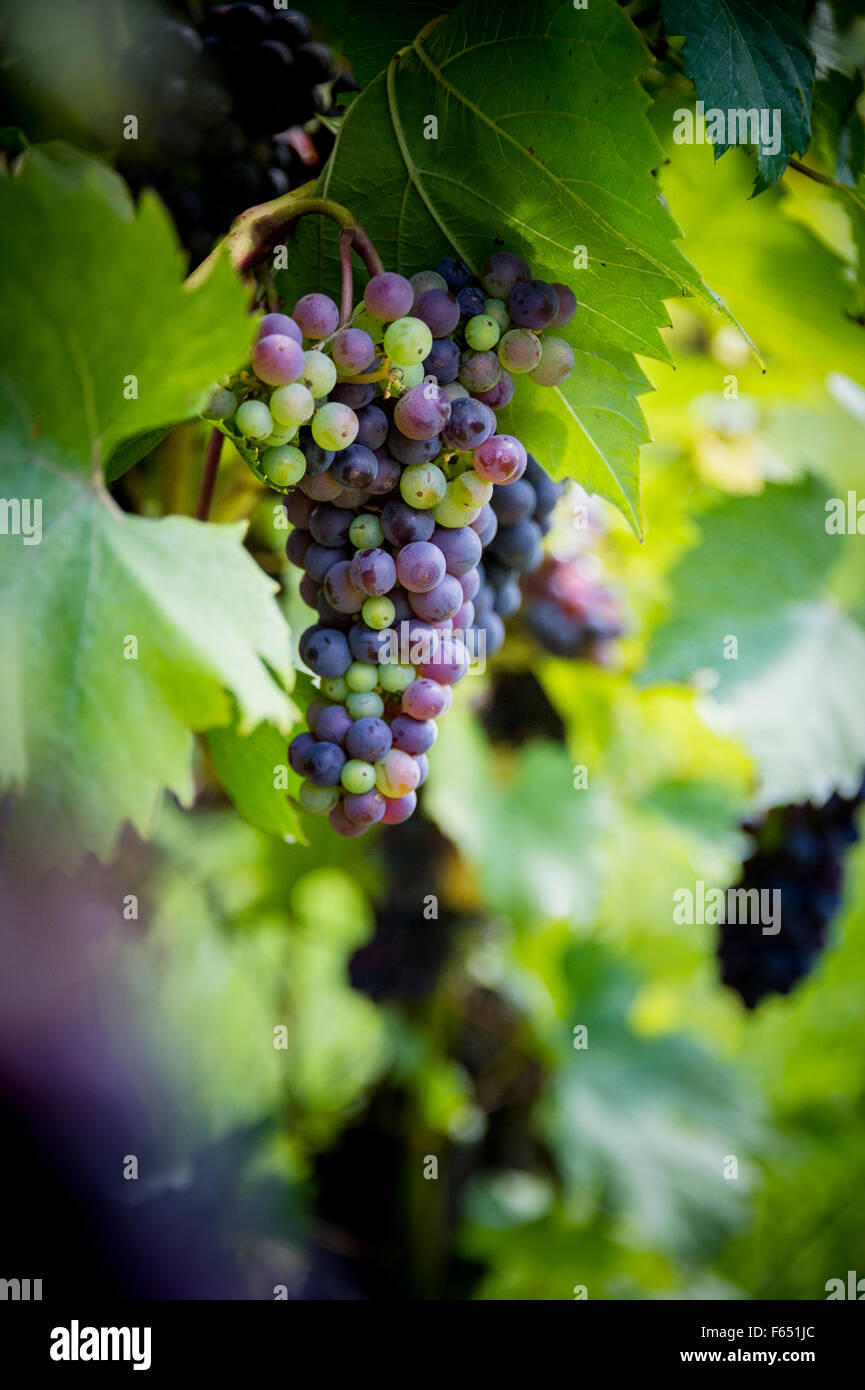 Purple Grape Vines High Resolution Stock Photography and Images - Alamy