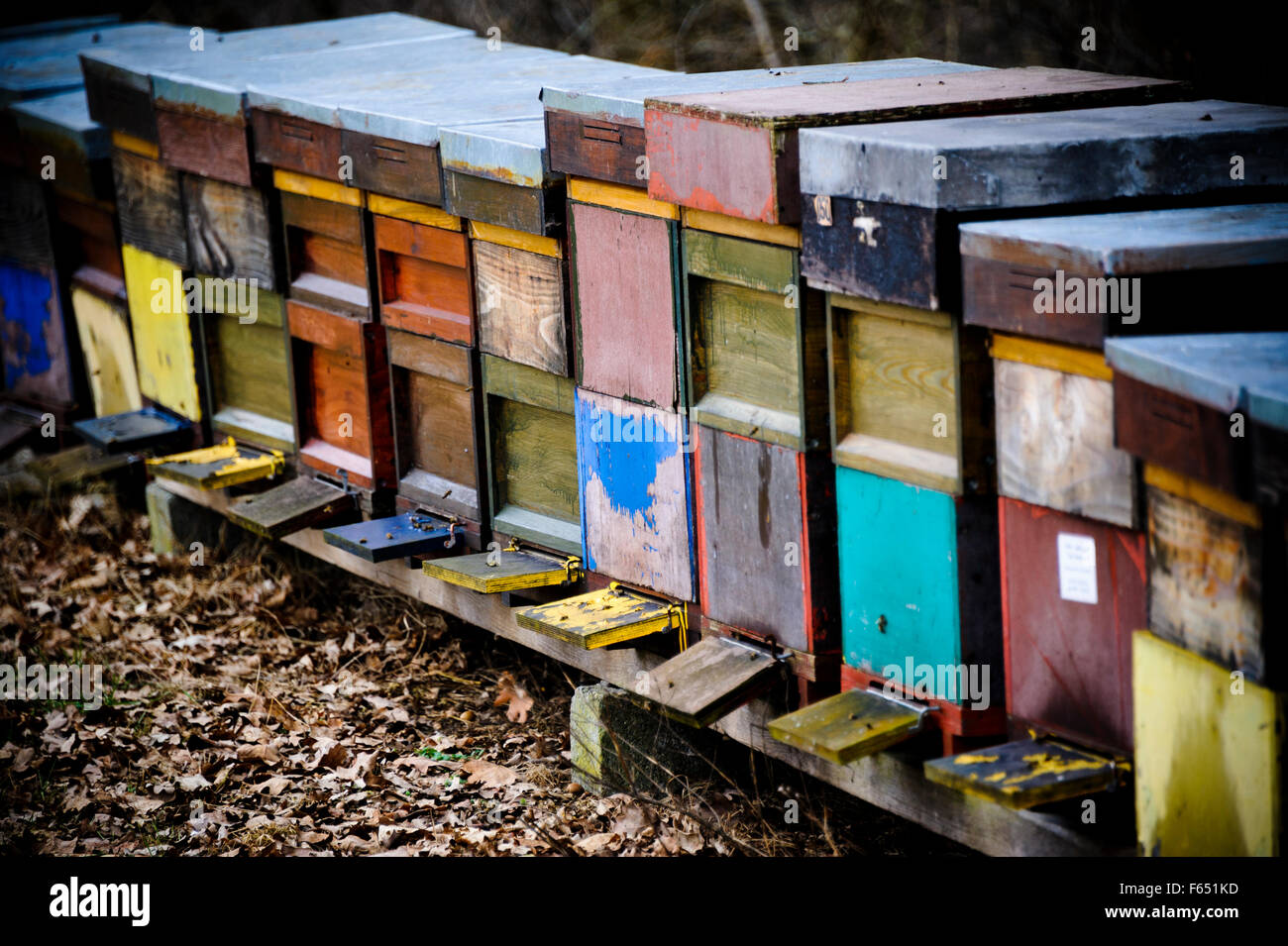 Modern hives hi-res stock photography and images - Alamy