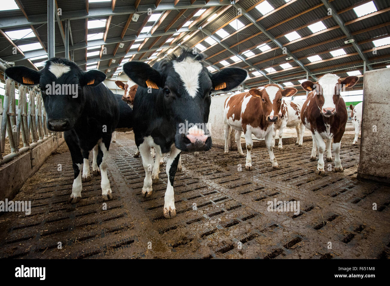 cows in stable Stock Photo - Alamy