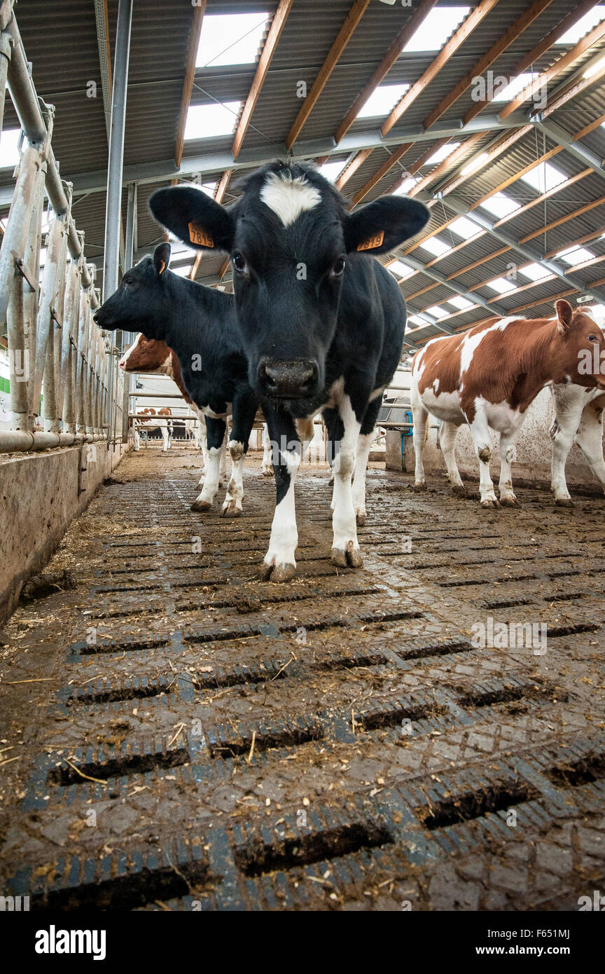 cows in stable Stock Photo - Alamy