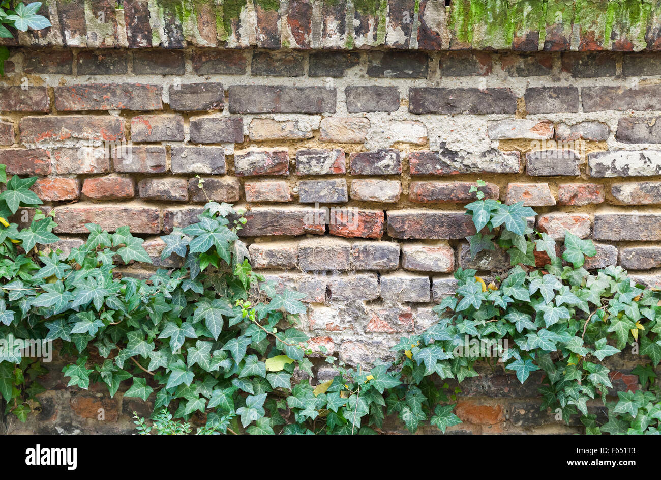 Plant wall texture hi-res stock photography and images - Alamy