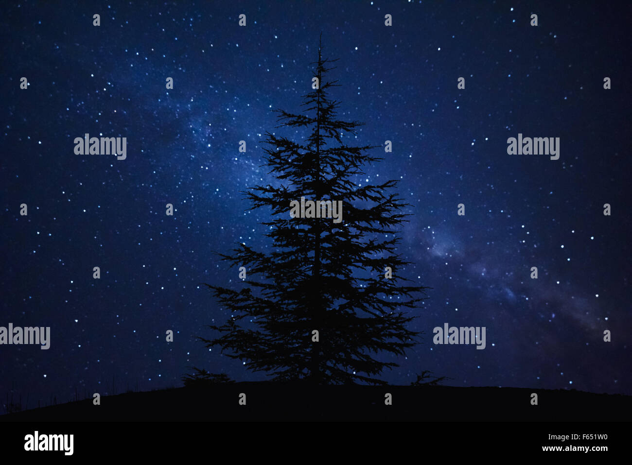 Silhouette of Pine Tree and Milky Way Stock Photo - Alamy