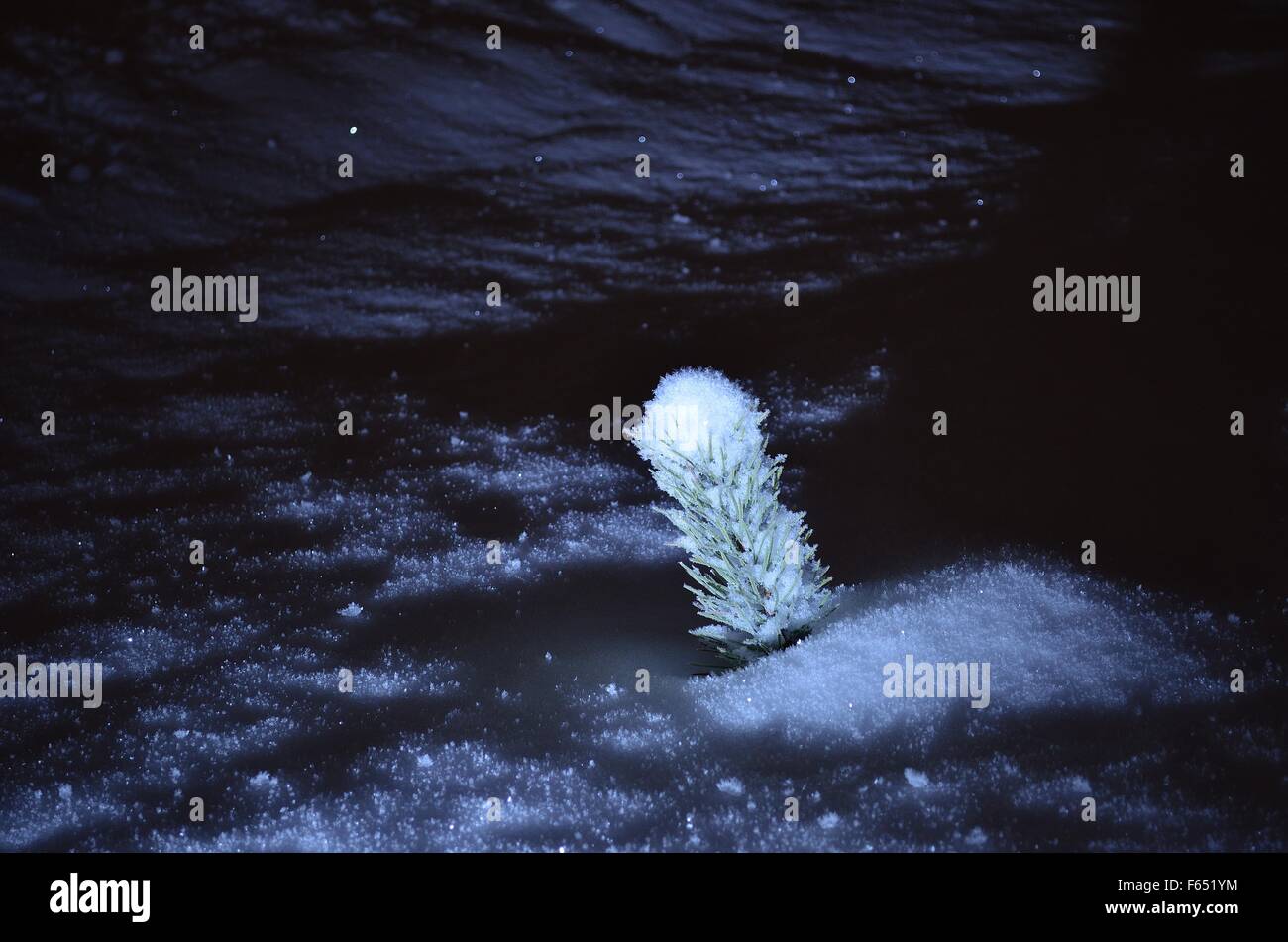 small spruce tree sprout in deep new snow in winter night Stock Photo ...