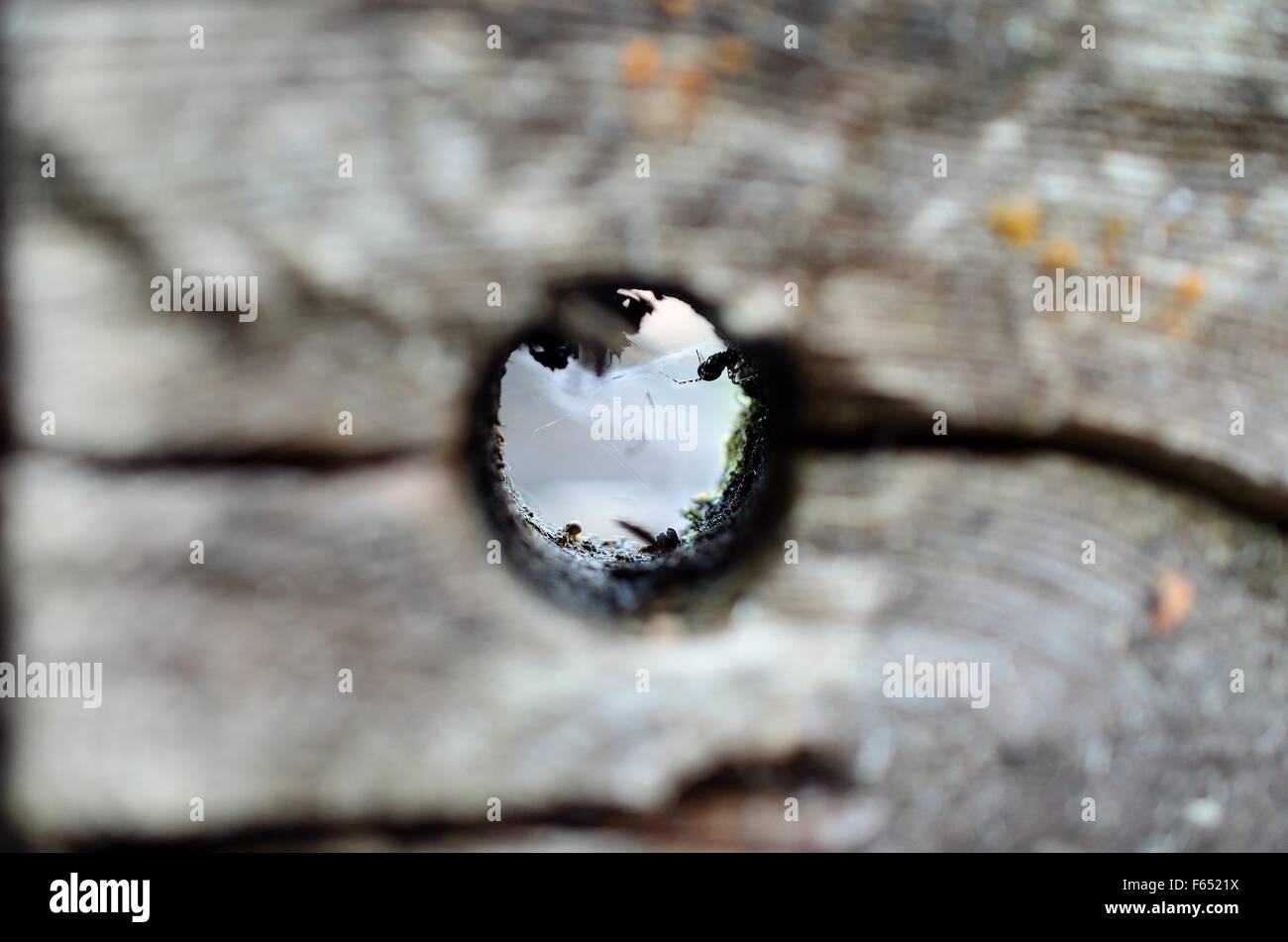 Hole in the log hi-res stock photography and images - Alamy