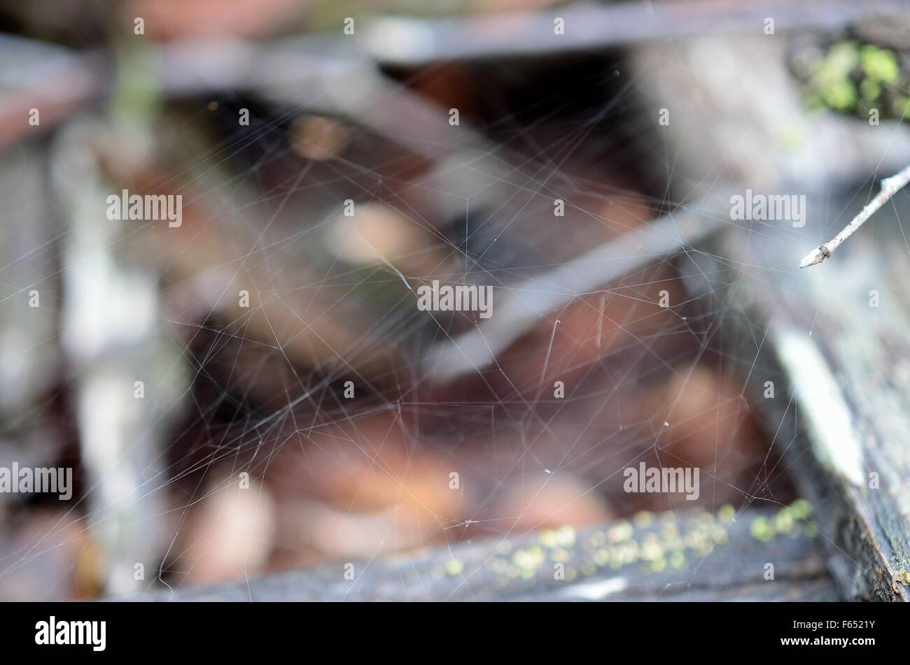 beautiful small spiderweb macro Stock Photo - Alamy