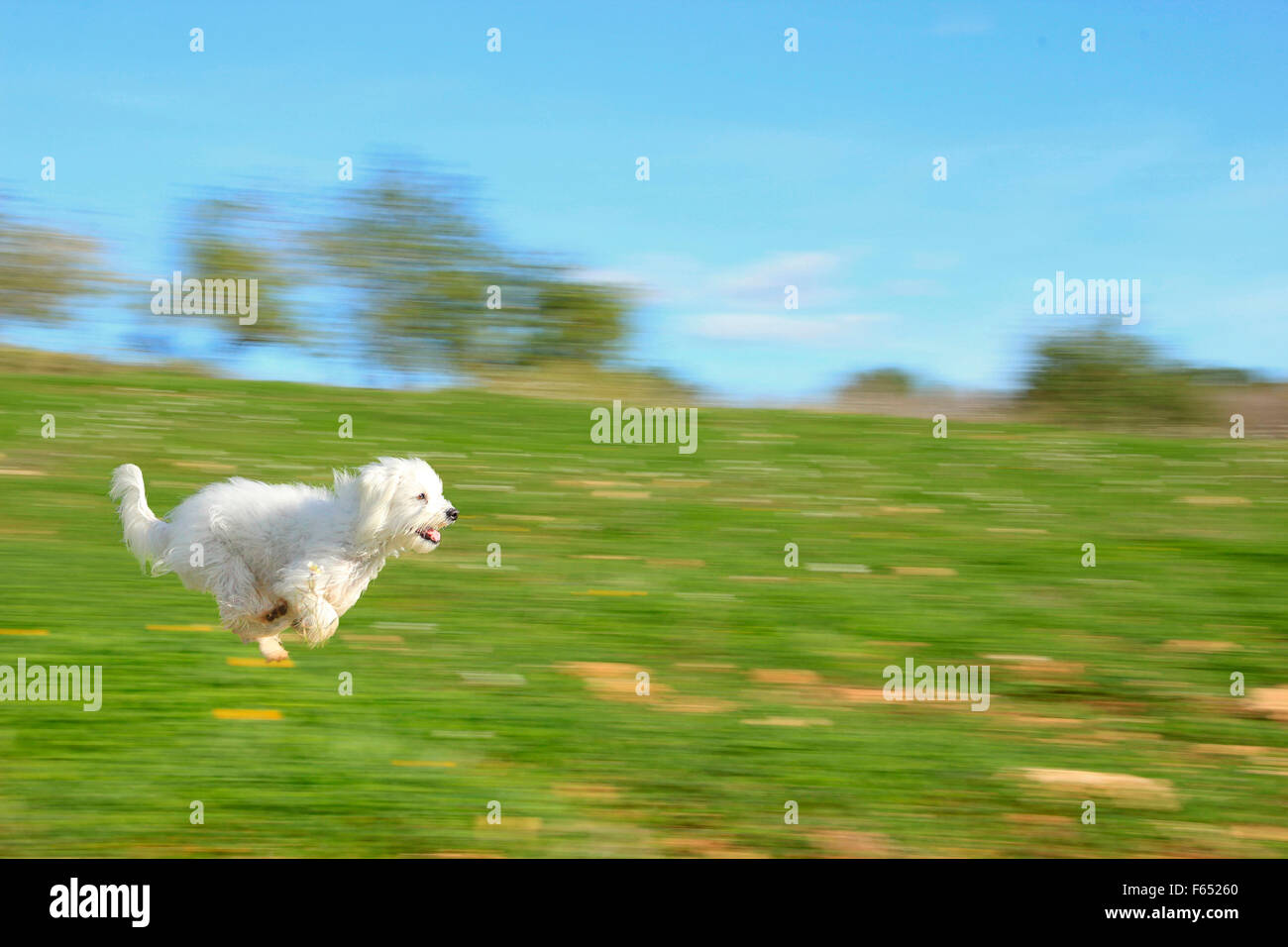 Maltese. Adult dog running on a meadow. Spain Stock Photo - Alamy