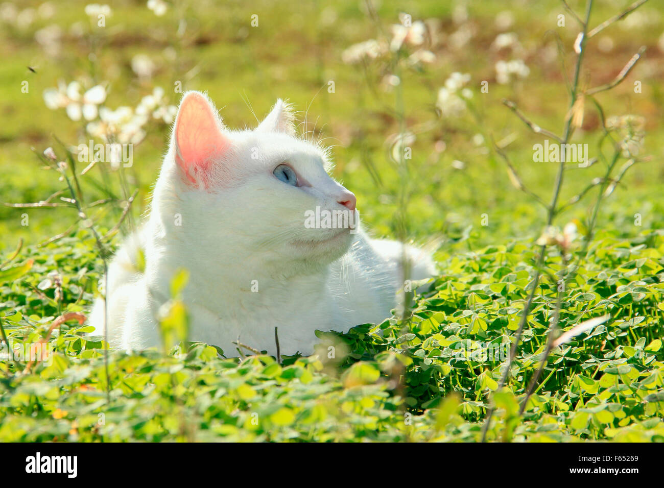 Domestic cat. White adult lying in clover leaves. Spain Stock Photo - Alamy
