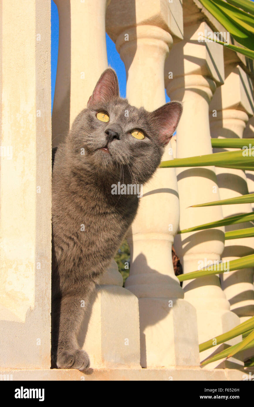 Cat terrace hi-res stock photography and images - Alamy
