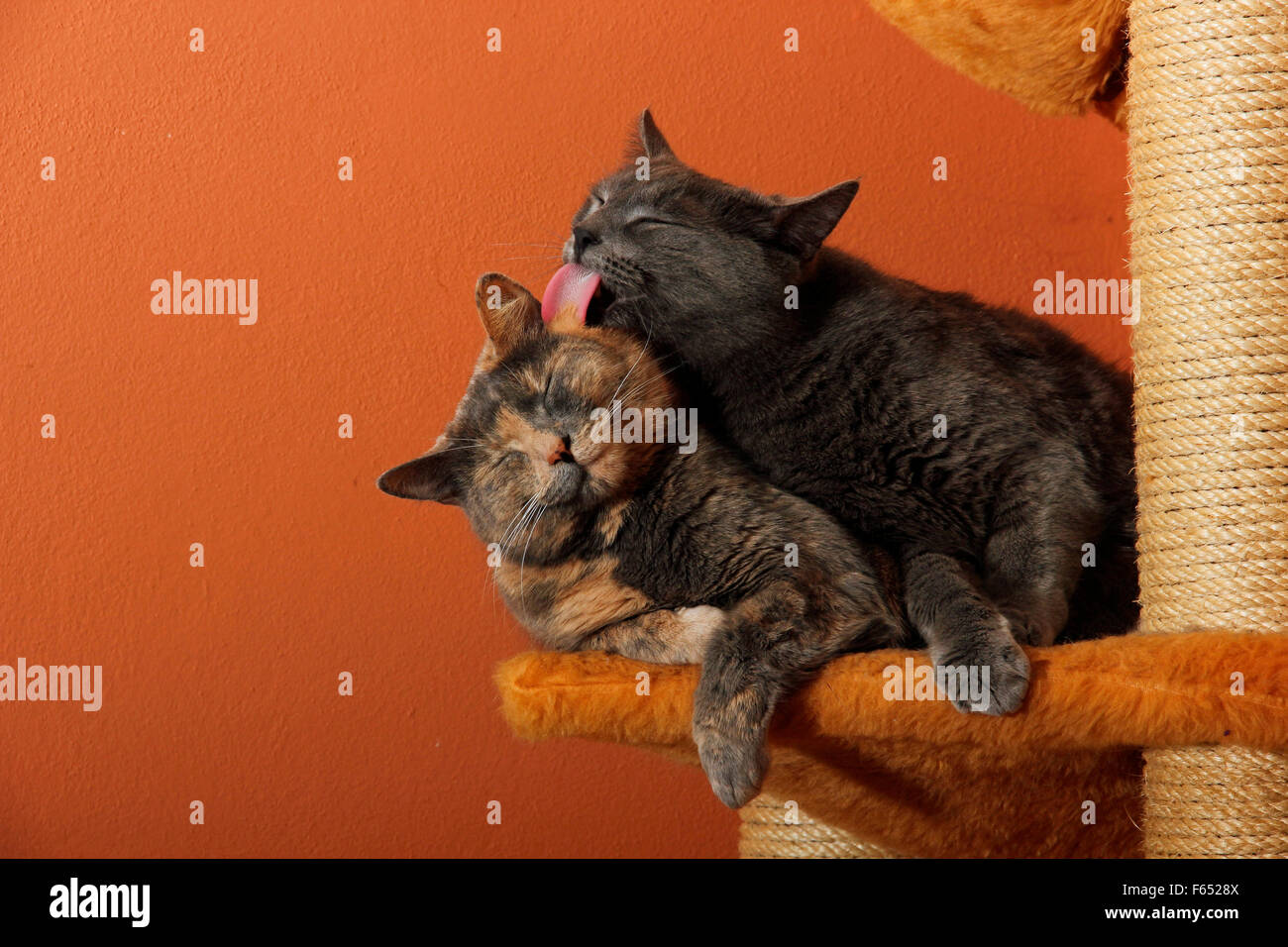 Two cat smooching hi-res stock photography and images - Alamy