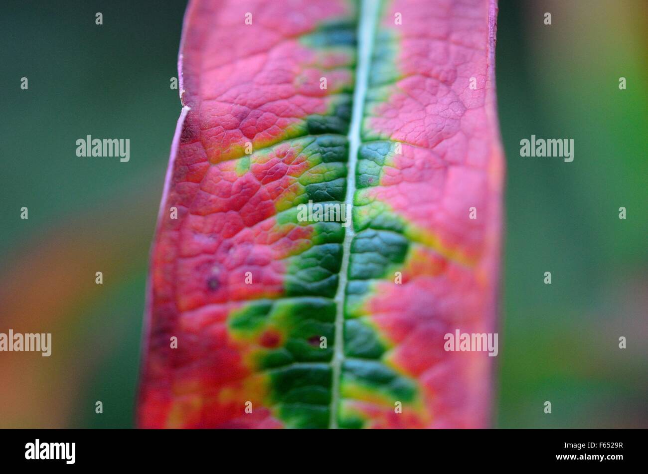 beautiful color on a blood vine plant in autumn macro photo Stock Photo ...