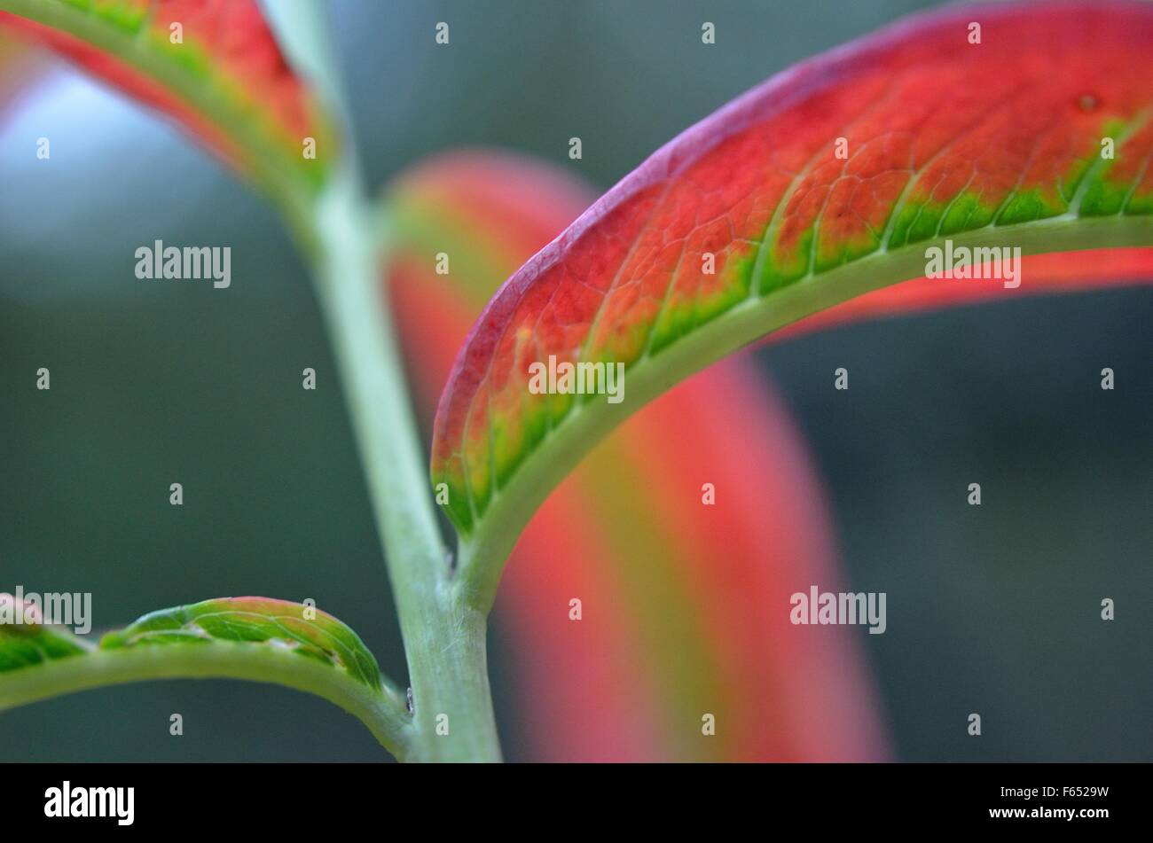 beautiful color on a blood vine plant in autumn macro photo Stock Photo ...