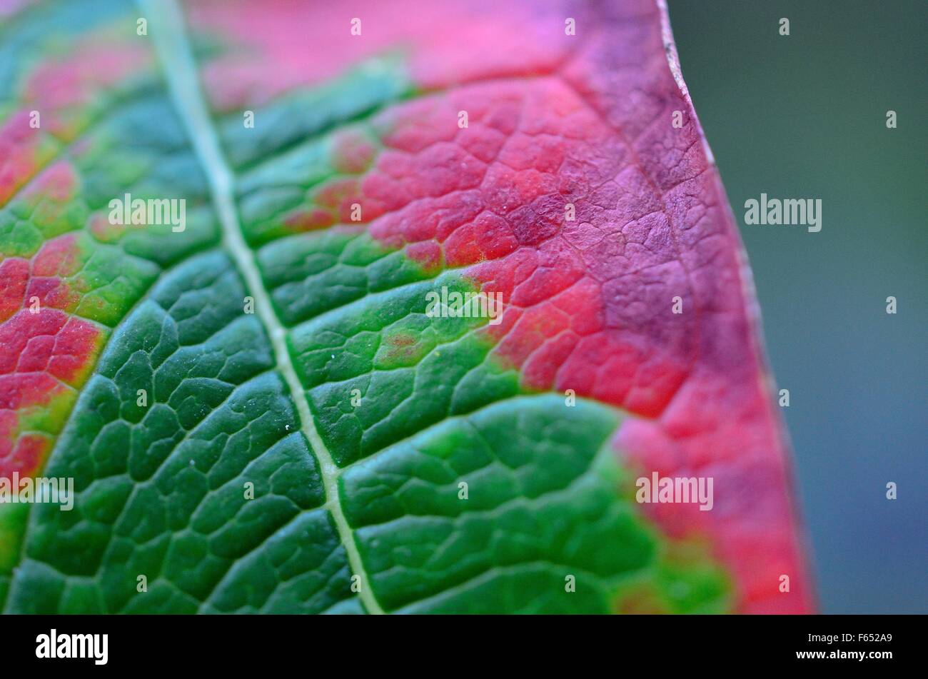 beautiful color on a blood vine plant in autumn macro photo Stock Photo ...