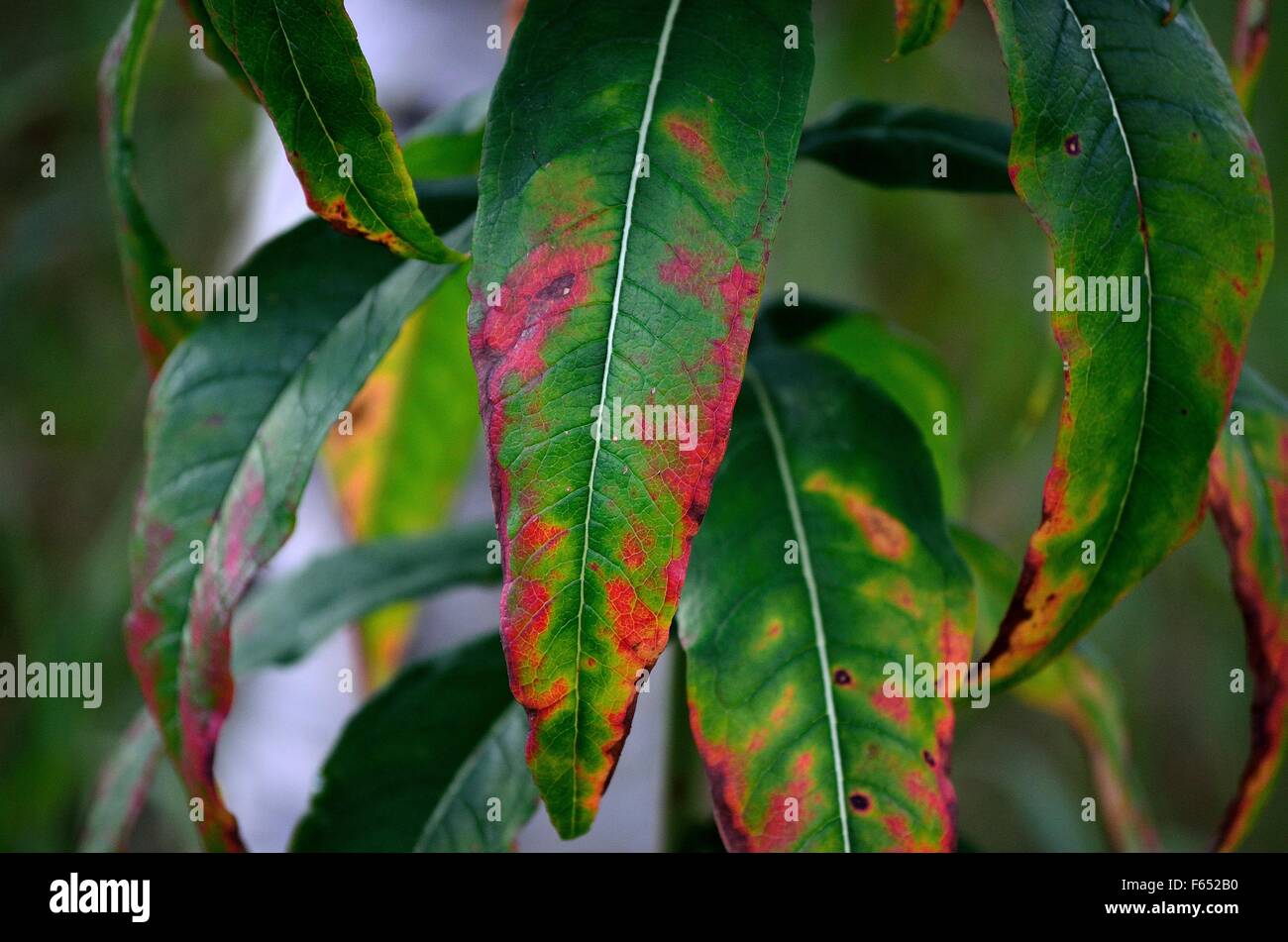 Bloodvine hi-res stock photography and images - Alamy