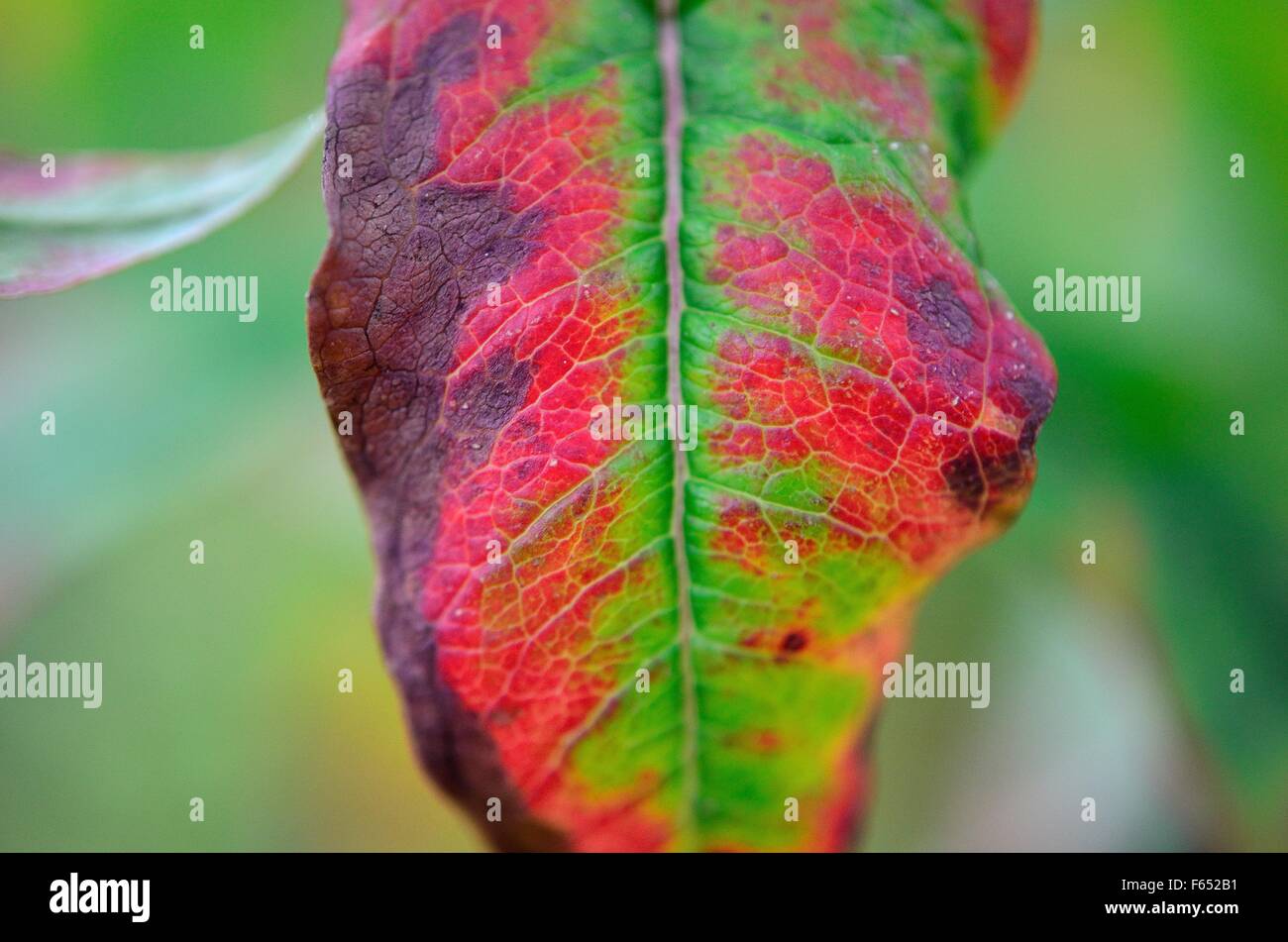 beautiful color on a blood vine plant in autumn macro photo Stock Photo ...