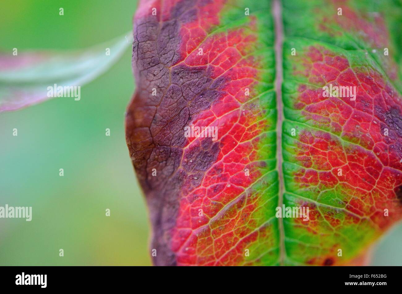 beautiful color on a blood vine plant in autumn macro photo Stock Photo ...