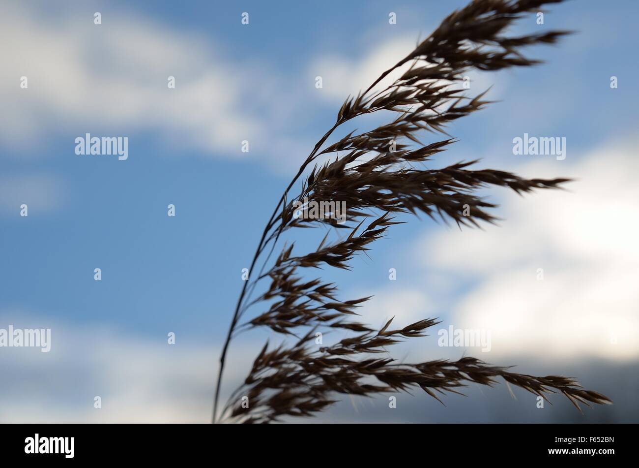 beautiful summer grass straw in summer breeze Stock Photo - Alamy