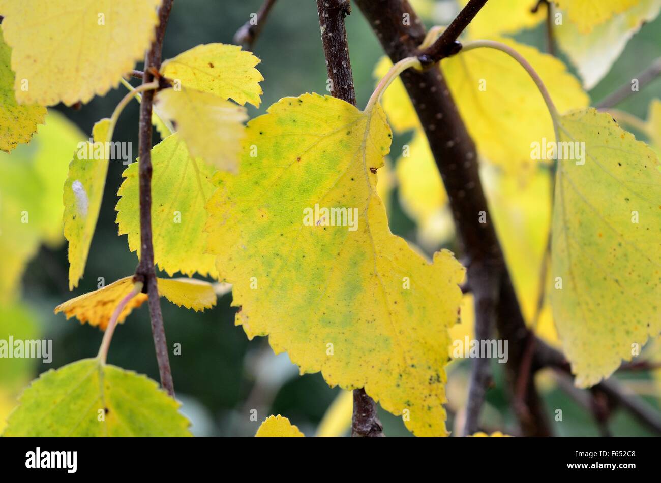 yellow birch tree closeup Stock Photo - Alamy