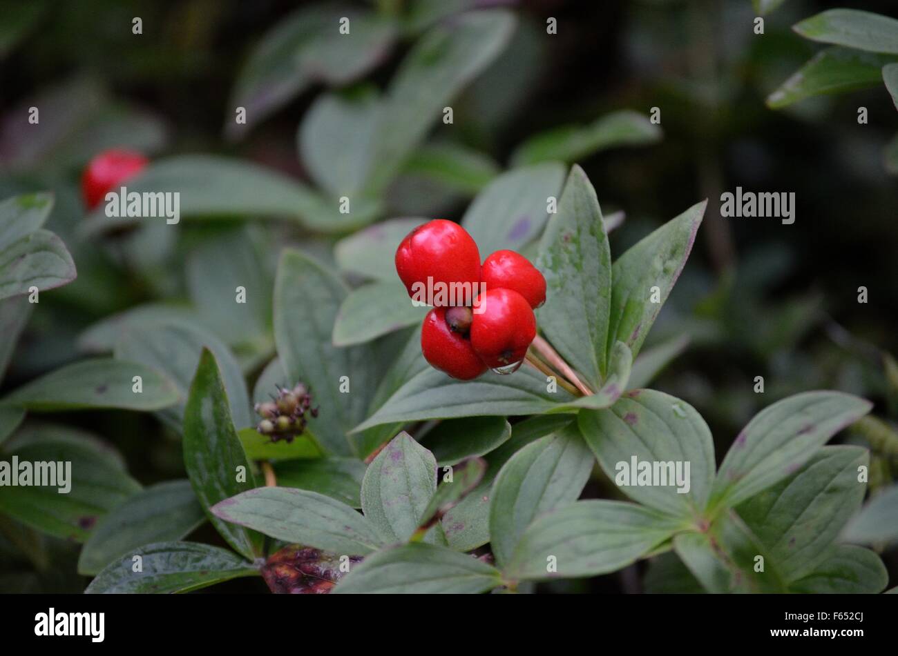 dwarf cornel berry Stock Photo - Alamy
