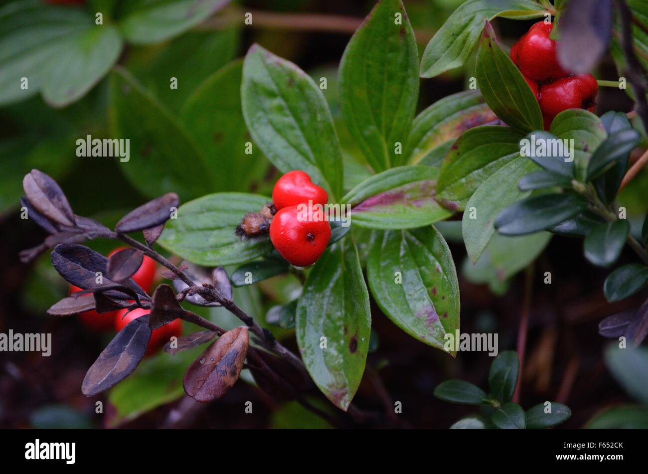 dwarf cornel berry Stock Photo - Alamy