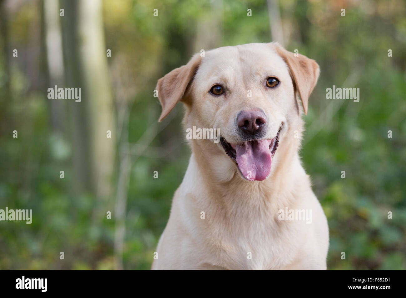 Yellow Labrador portrait in a woodland smiling Stock Photo - Alamy