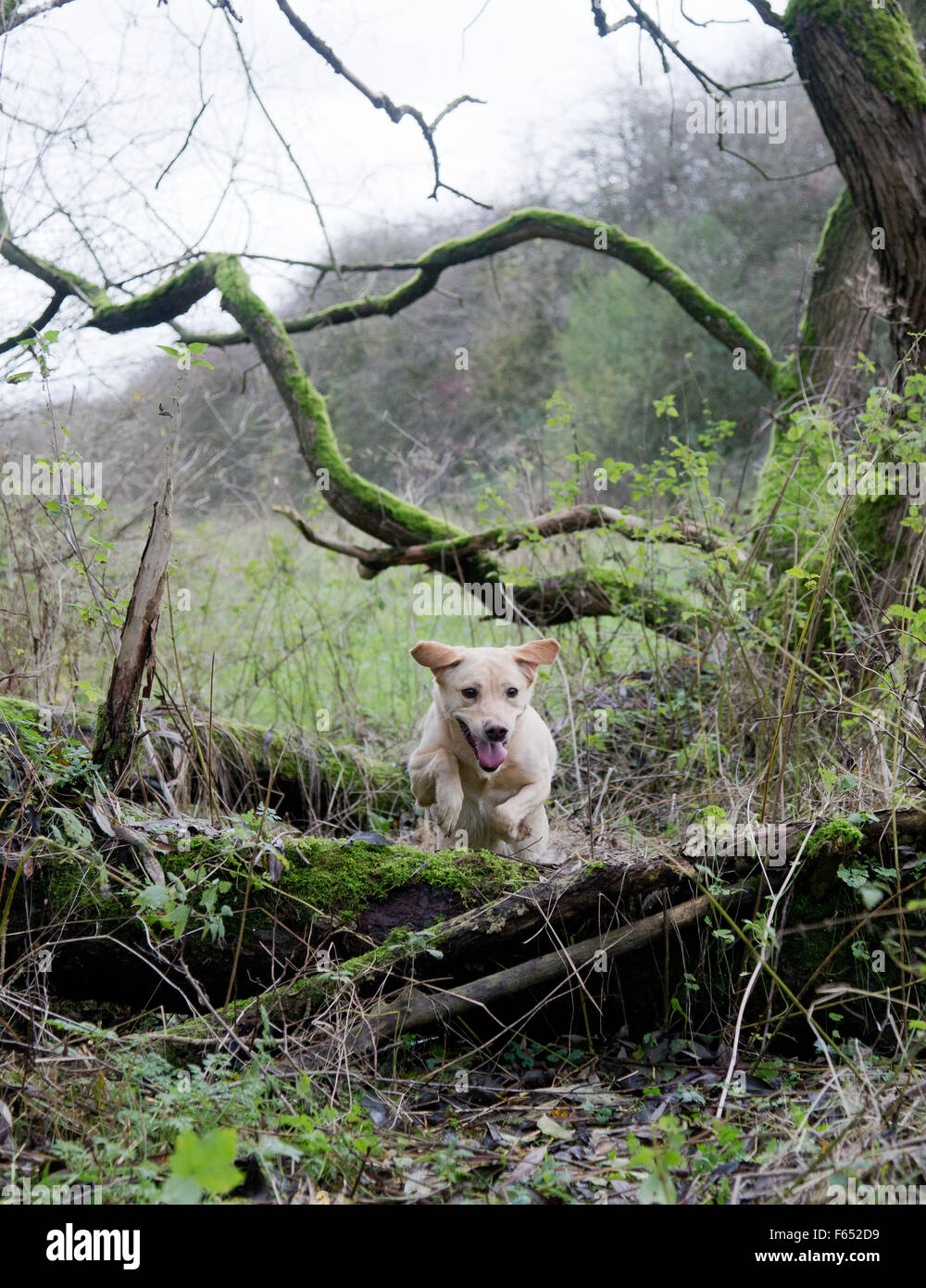 Golden Labrador running through woods jumping over trees flushing ...