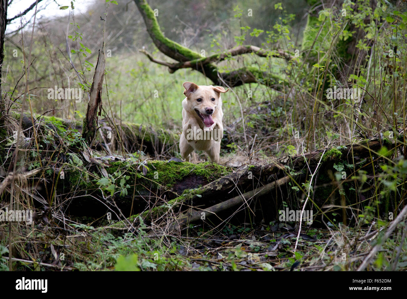 Golden Labrador running through woods jumping over trees flushing ...