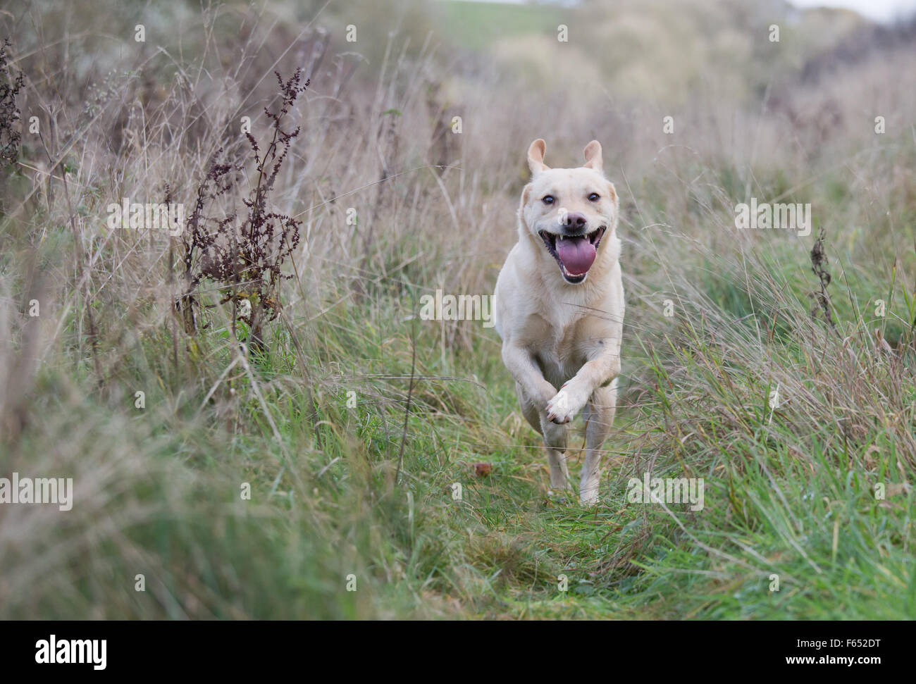 Golden Labrador running through woods jumping over trees flushing ...