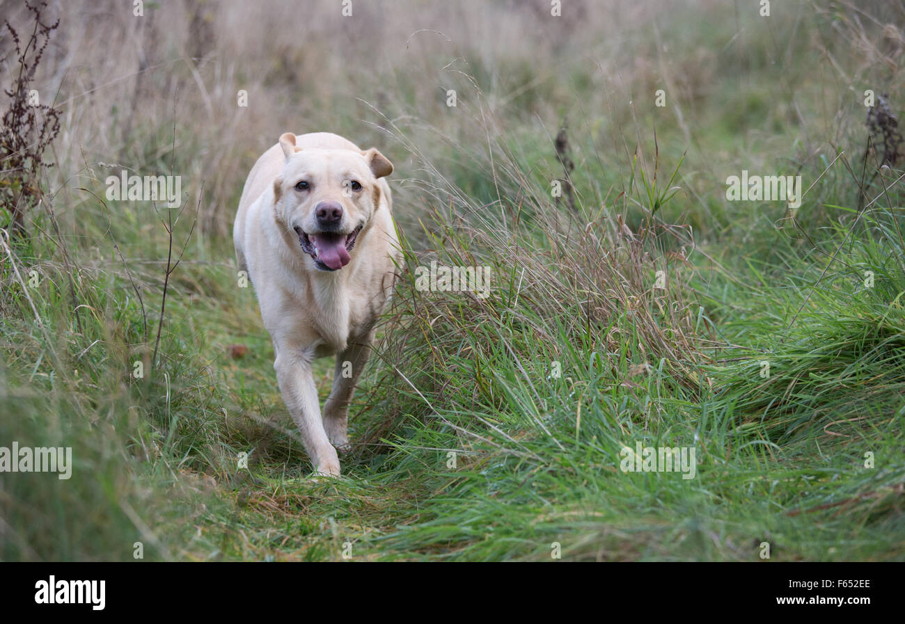 Golden Labrador dog running through tall grass Stock Photo - Alamy