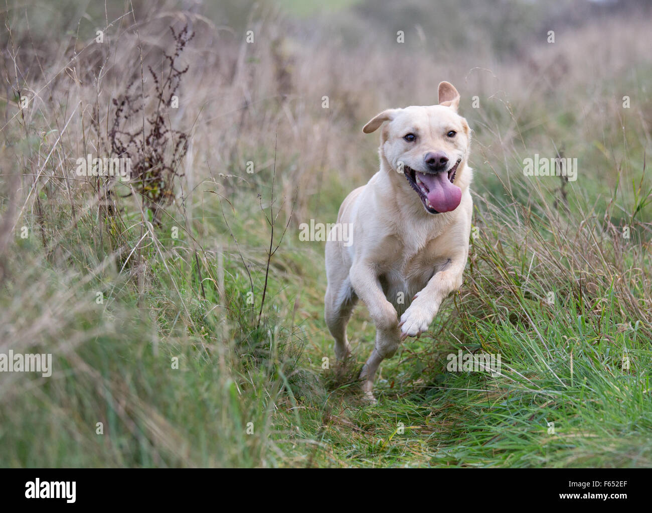Golden Labrador dog running through tall grass Stock Photo - Alamy