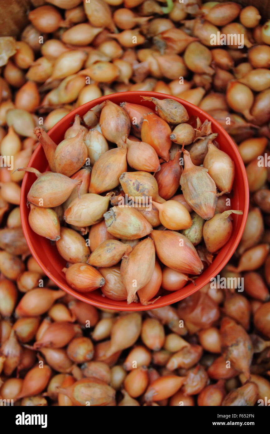 Sturon onions hi-res stock photography and images - Alamy