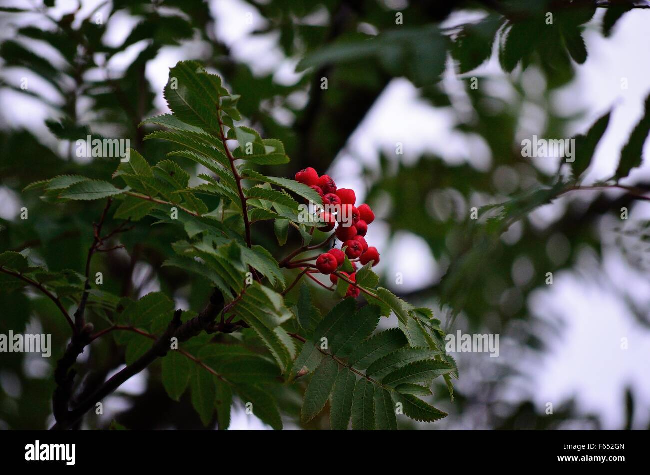 rowan tree berries Stock Photo - Alamy