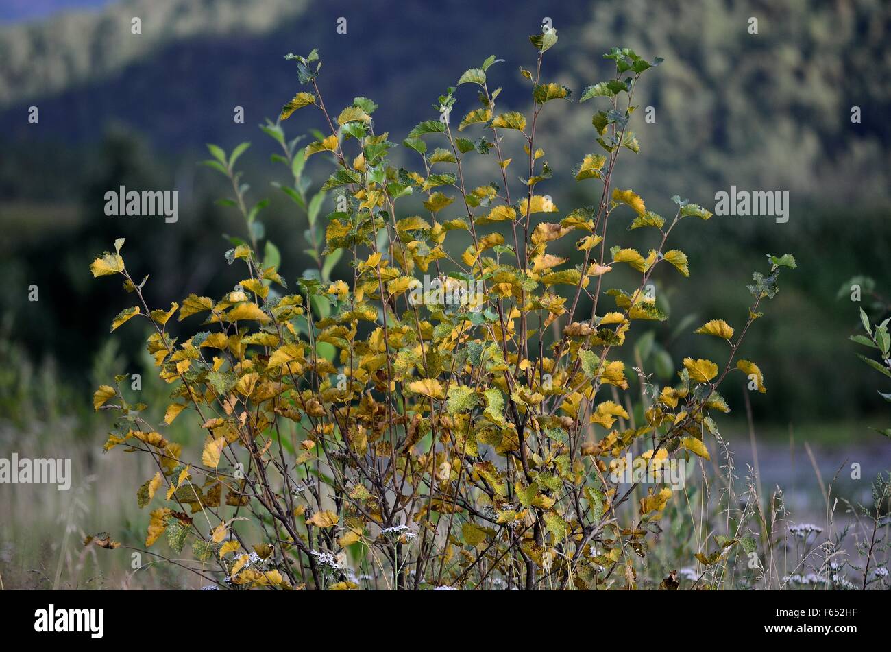 yellow and green leaves on small bush in autumn Stock Photo - Alamy