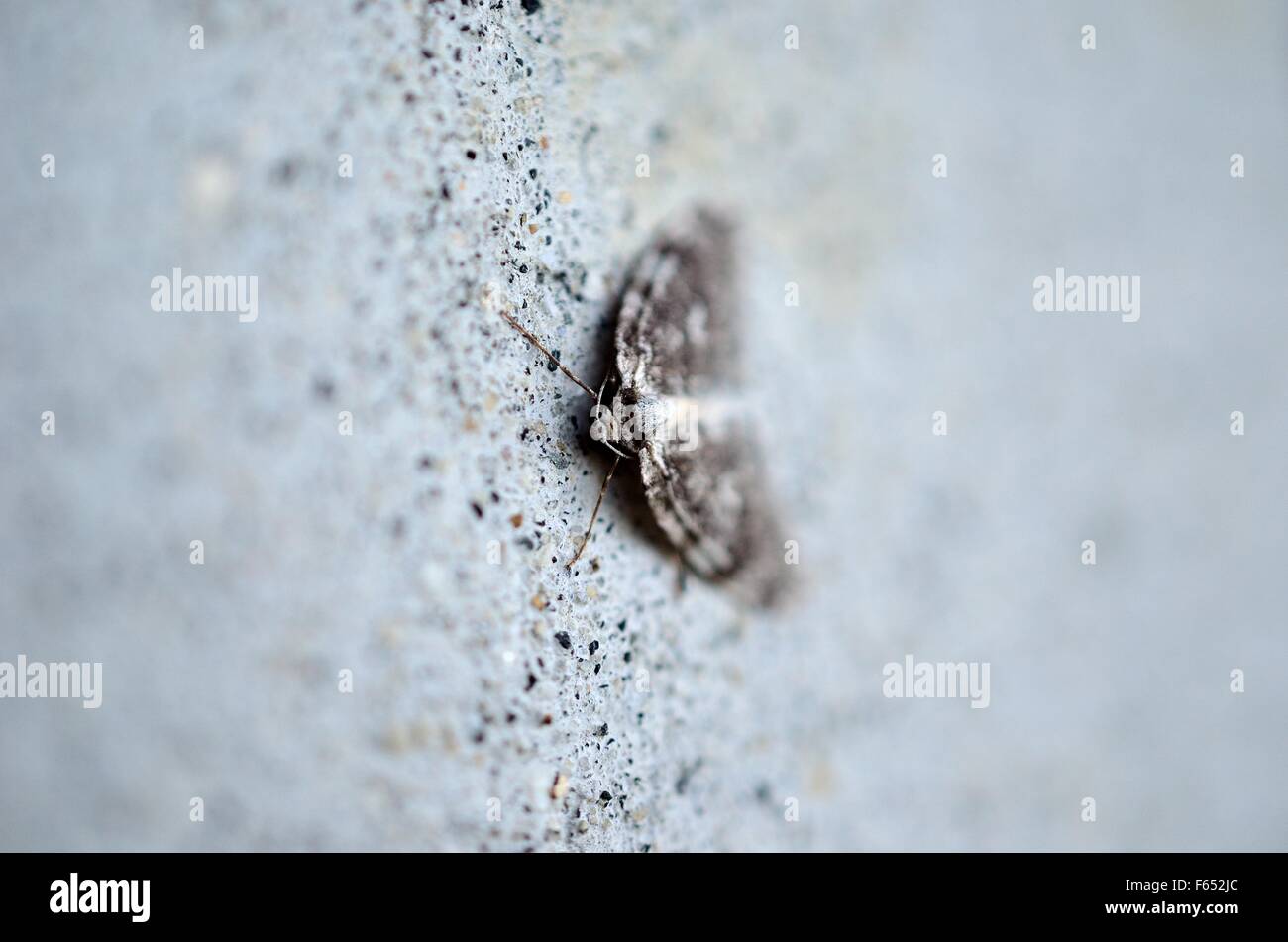 moth sitting on a concrete wall Stock Photo - Alamy