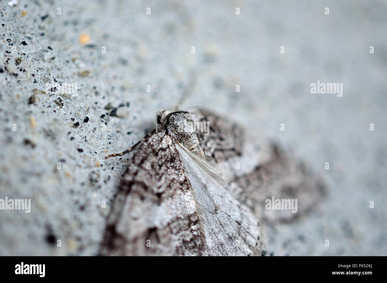 moth on wall Stock Photo - Alamy