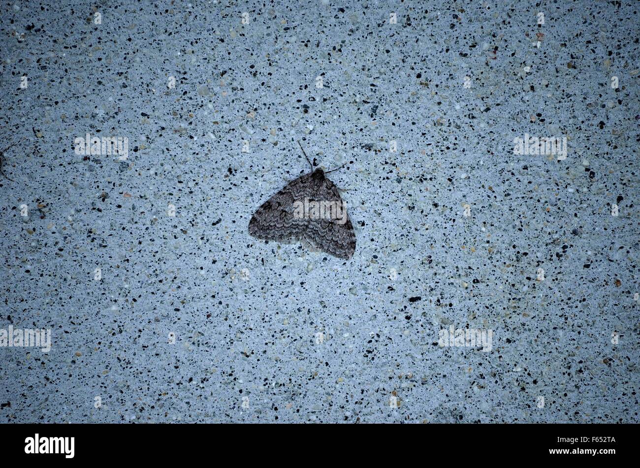 small Grey moth sitting on a concrete wall Stock Photo - Alamy