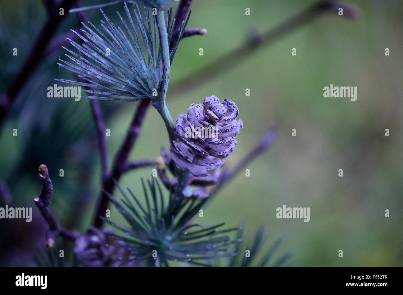 small fake tree cone decor Stock Photo - Alamy