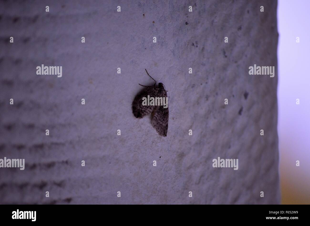 small Grey moth sitting on a concrete wall Stock Photo - Alamy