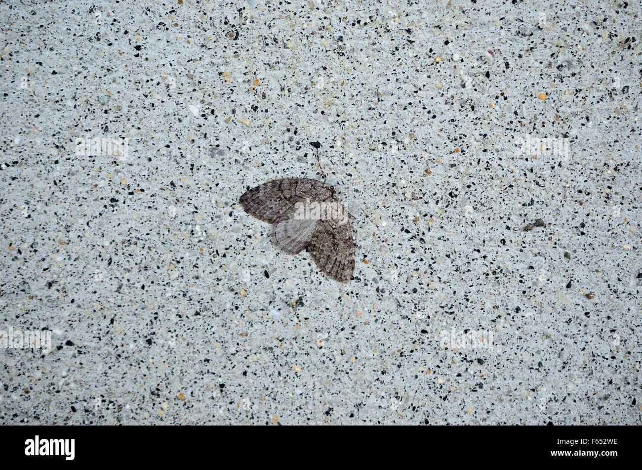 small Grey moth sitting on a concrete wall Stock Photo - Alamy