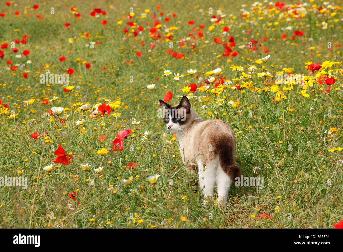 Coloration coloration hi-res stock photography and images - Alamy