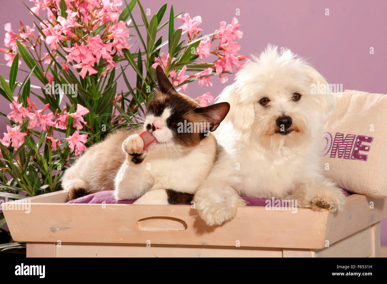 Maltese and domestic cat with point coloration with lying next to each ...