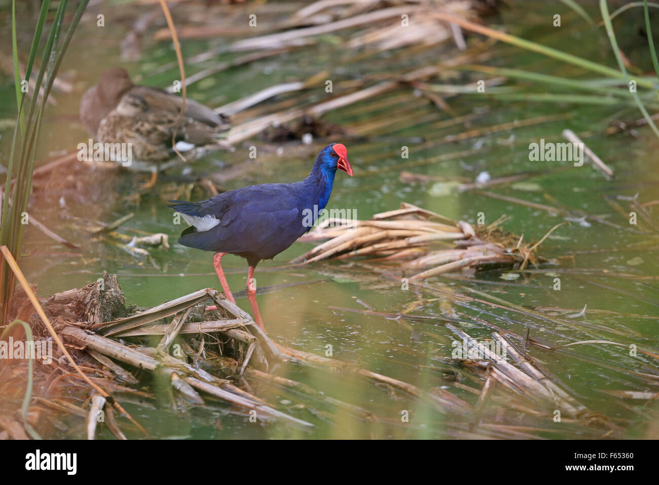 Western Swamphen (Porphyrio porphyrio Stock Photo - Alamy