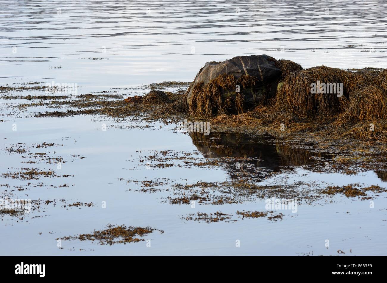 massive sea shore boulder covered with seaweed Stock Photo - Alamy