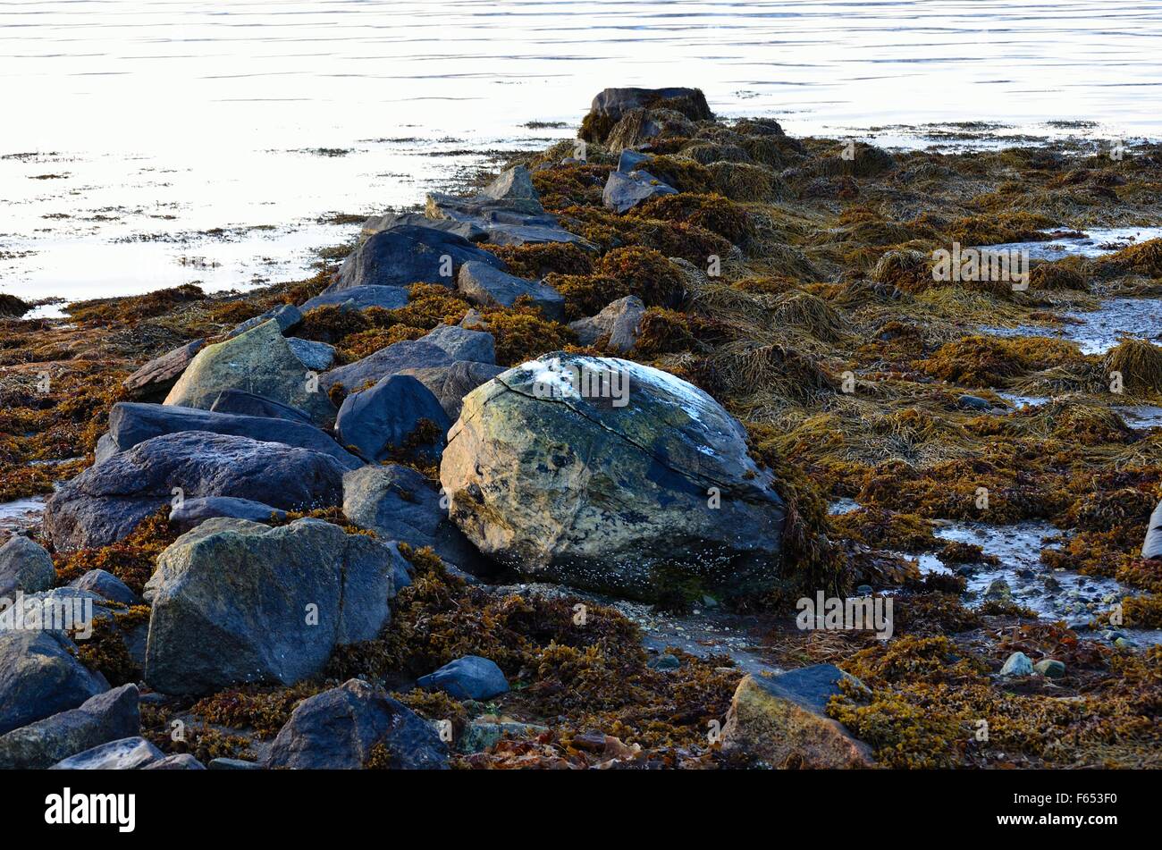long rocky seaweed covered shore in winter Stock Photo - Alamy