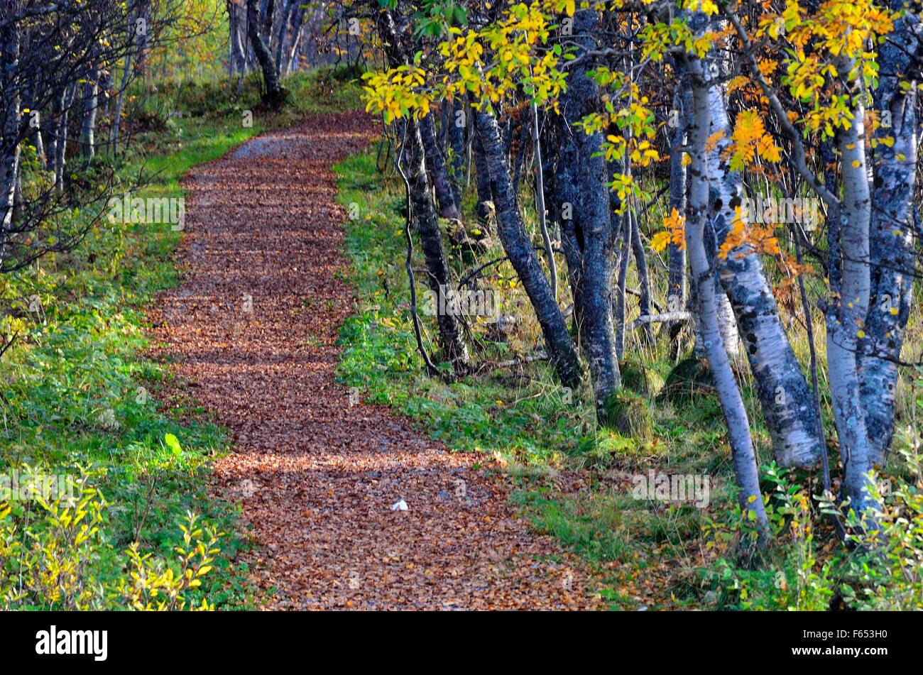 autumn leaves covering small trail with colorful forest foliage Stock ...