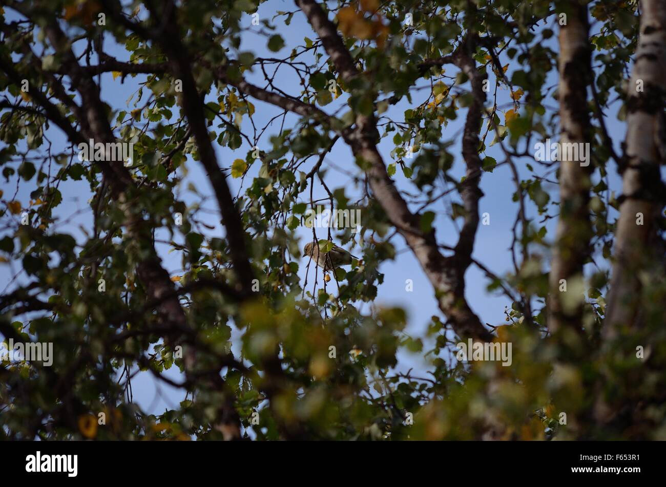 lush green tree with leaves Stock Photo - Alamy