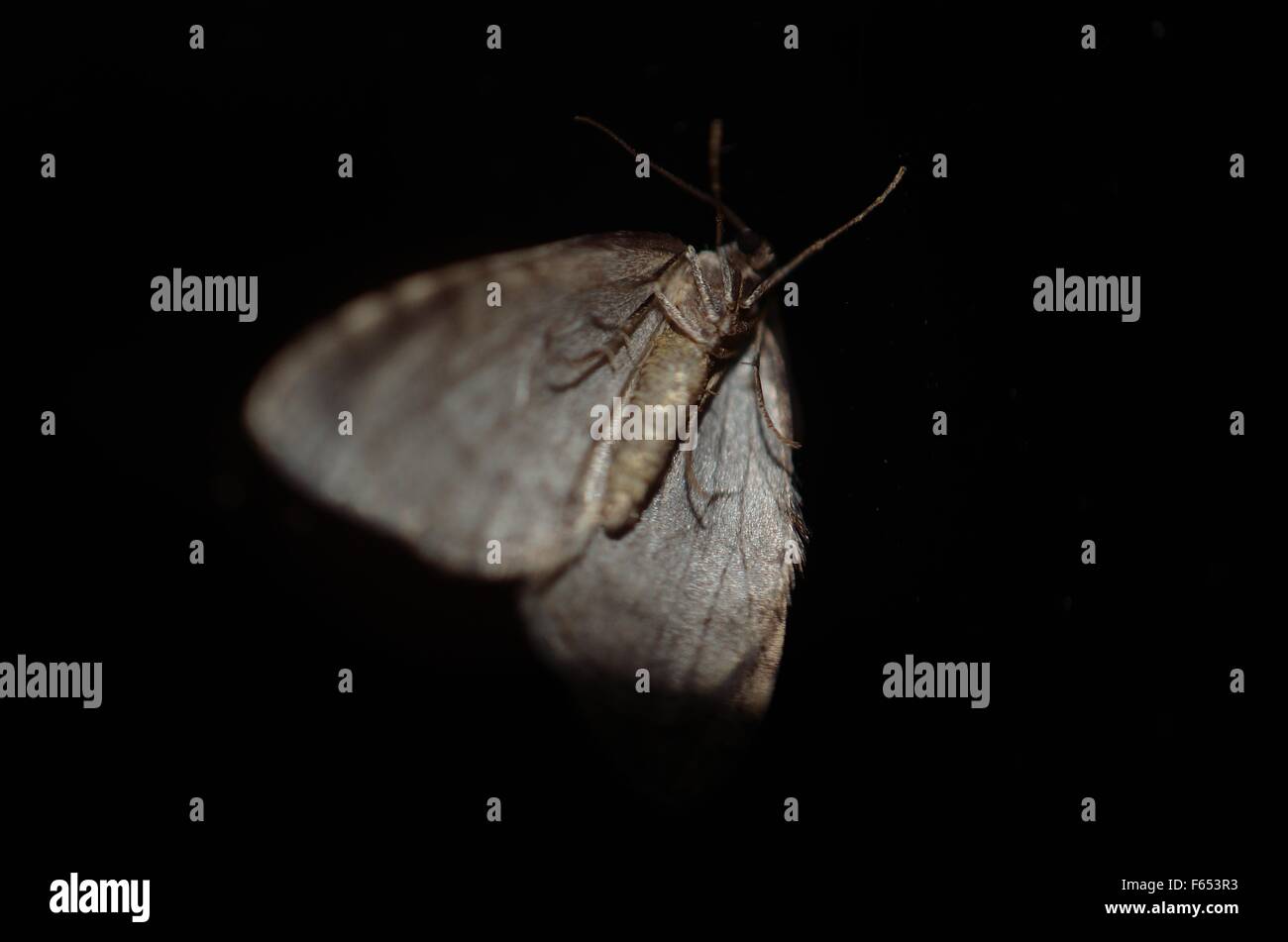 grey moth on window at night Stock Photo - Alamy