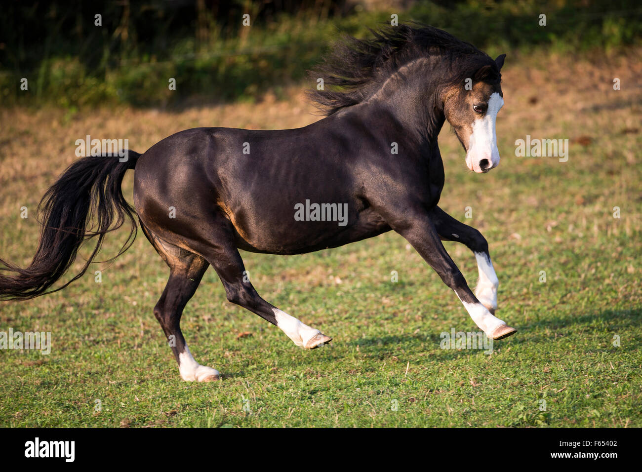 Welsh Mountain Pony, Section A. Bay mare galloping on a pasture ...