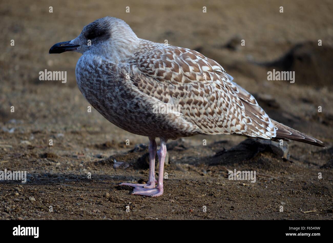 huge bulky seagull standing on sandy beach shore in summer sunshine ...