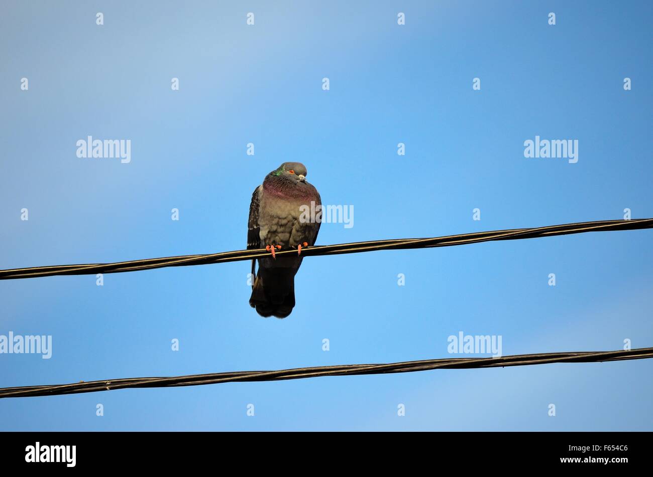 beautiful pigeon sitting on a telephone wire with blue summer sky ...